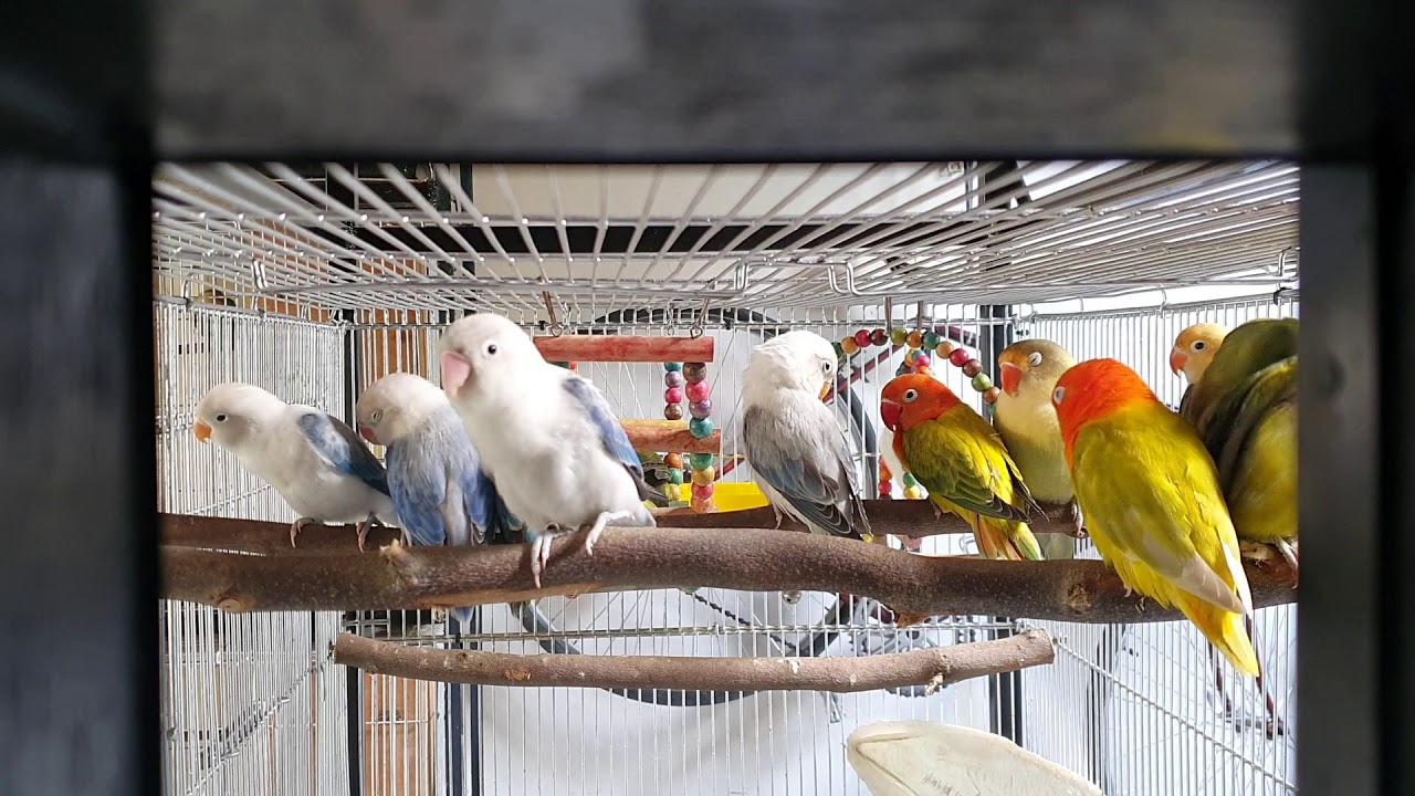 My 1st generation of euwing opaline breeders - YouTube