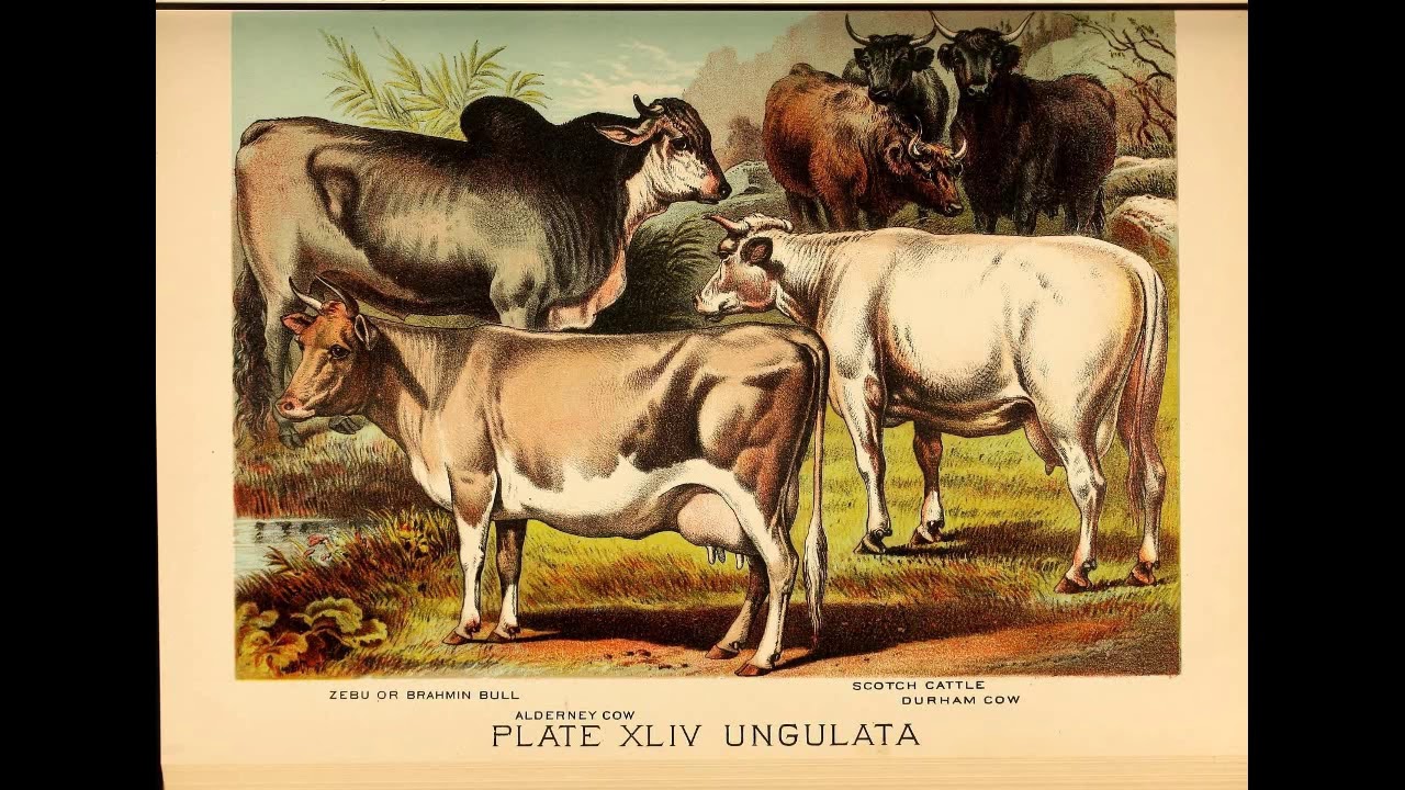 Cattle Domestication - YouTube