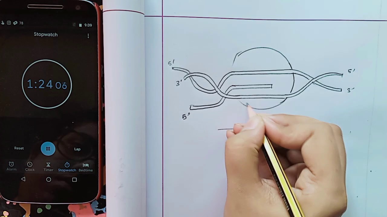 How to Draw DNA Transcription process in 3 minutes - YouTube