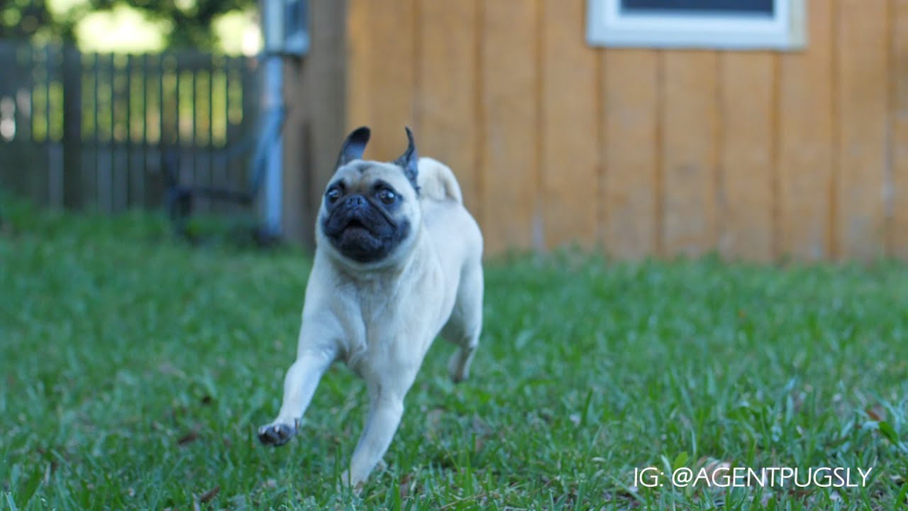 PUG 4K SLOW MOTION - Pug Running Pug Dog Pug Life - YouTube
