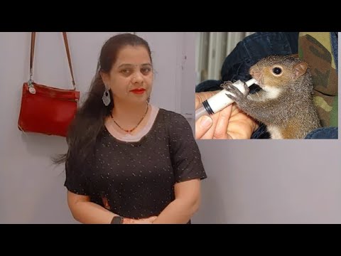 Feeding Squirrel 🐿️ #feedingsquirrels #vlog #likesharesubscribe # ...