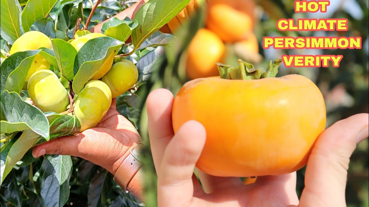 Persimmon Fruit Farming/Hot Climate Persimmon Farming/Persimmon Farming ...
