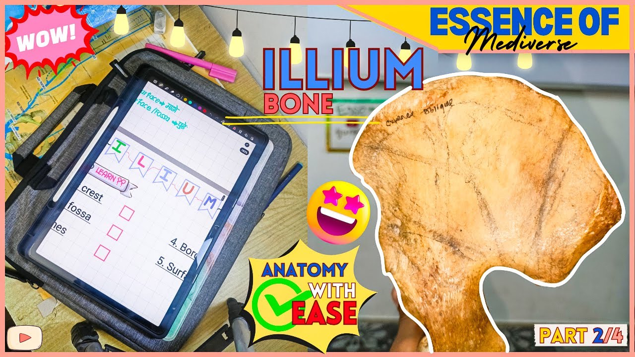 ILLIUM BONE🥇| Bones Of LOWER Limb🦴| ANATOMY | PART 2/4💥| SIMPLIFIED ...