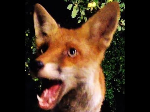 Fox Cub Has A Broken Leg :( - YouTube