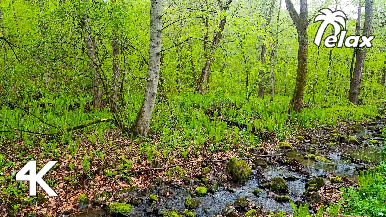 Rain Sound in the Spring Forest, Birdsong and the Sounds of a Stream ...