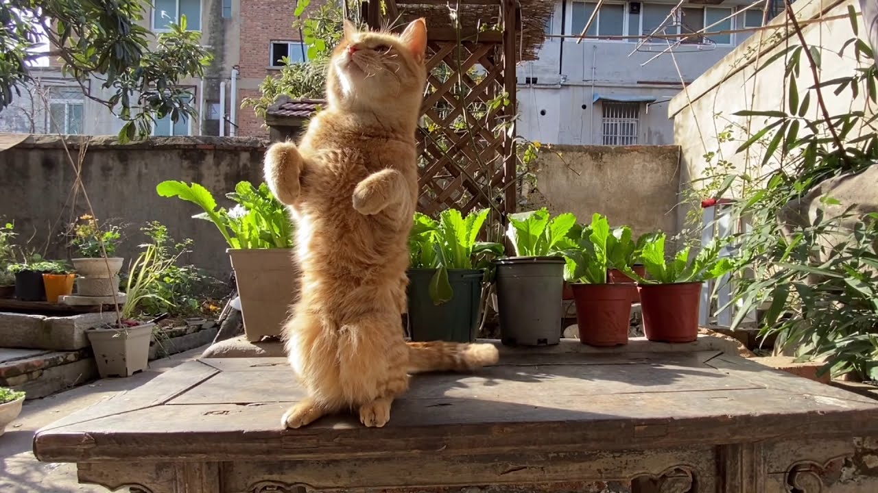 Cat PK meerkat - YouTube