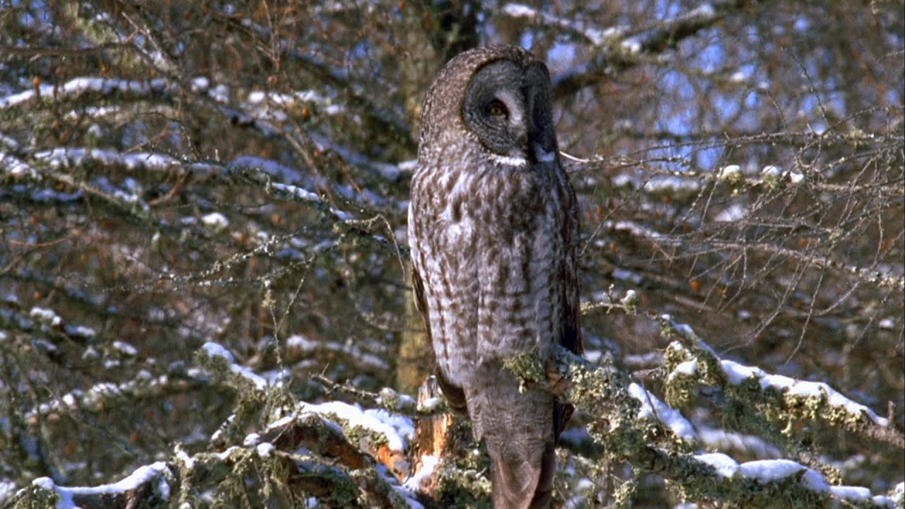 Il super udito dell’allocco - YouTube