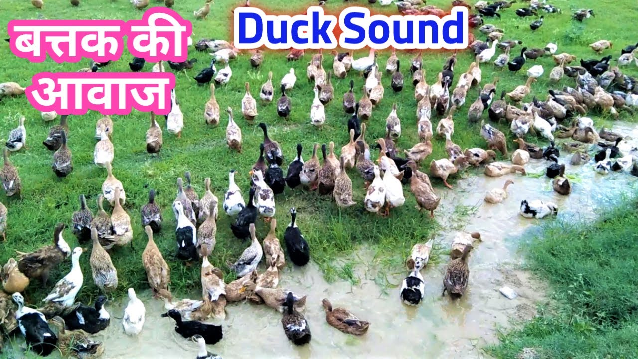 बत्तक की आवाज Duck Sound | Battak ki avaj | Ducks in the field | Duck talking and swimming ...