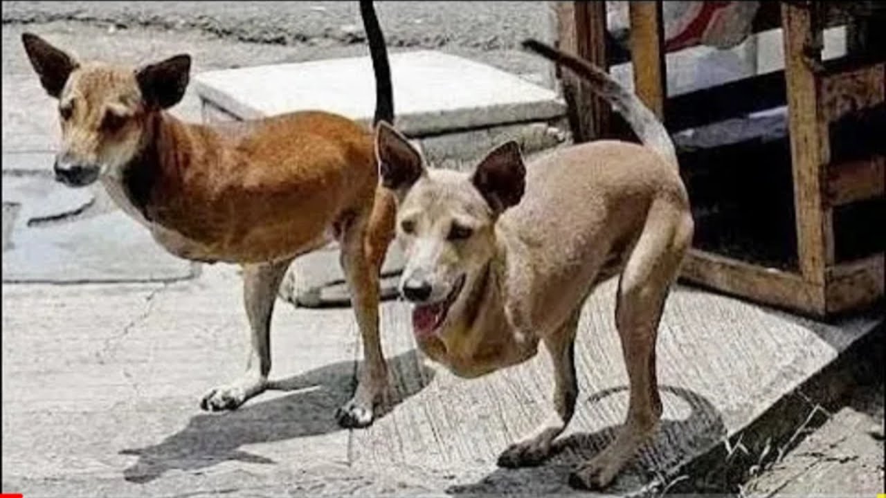 जब इन जानवरो को खुदरत की नाइंसाफी की मार झेलनी पड़ी !! animals - YouTube