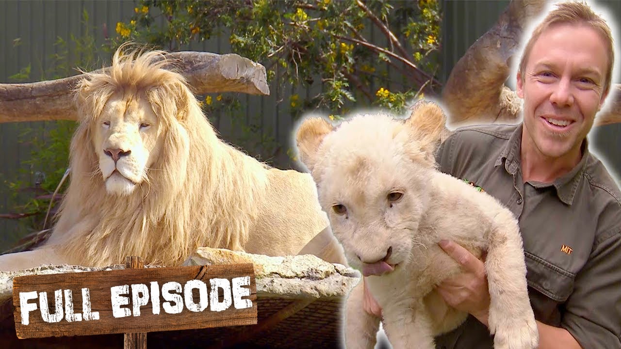 Tim Meets Rare and Endangered White Lions! 🦁 | The Wild Life Of Tim ...