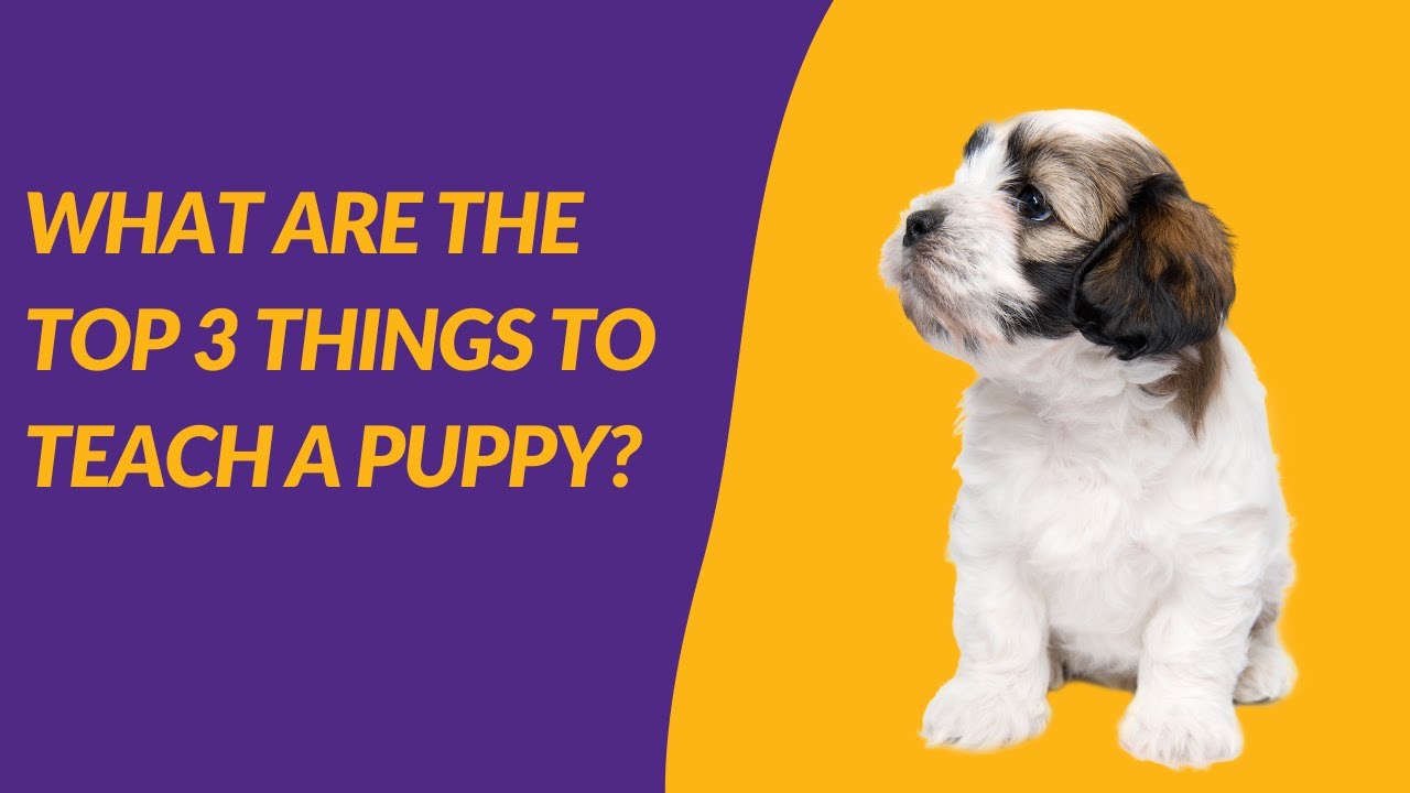 What Are The Top 3 Things To Teach A Puppy YouTube what-are-the-top-3-things-to-teach-a-puppy-youtube