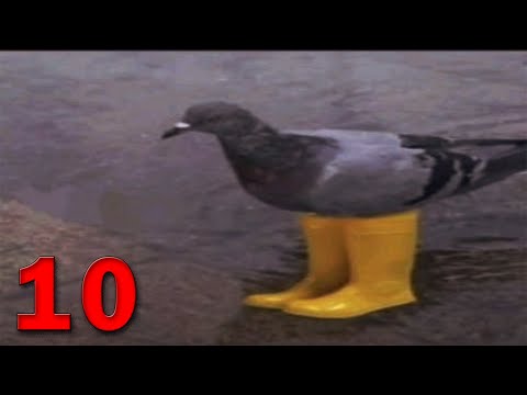EN İYİ 10 GÜVERCİN