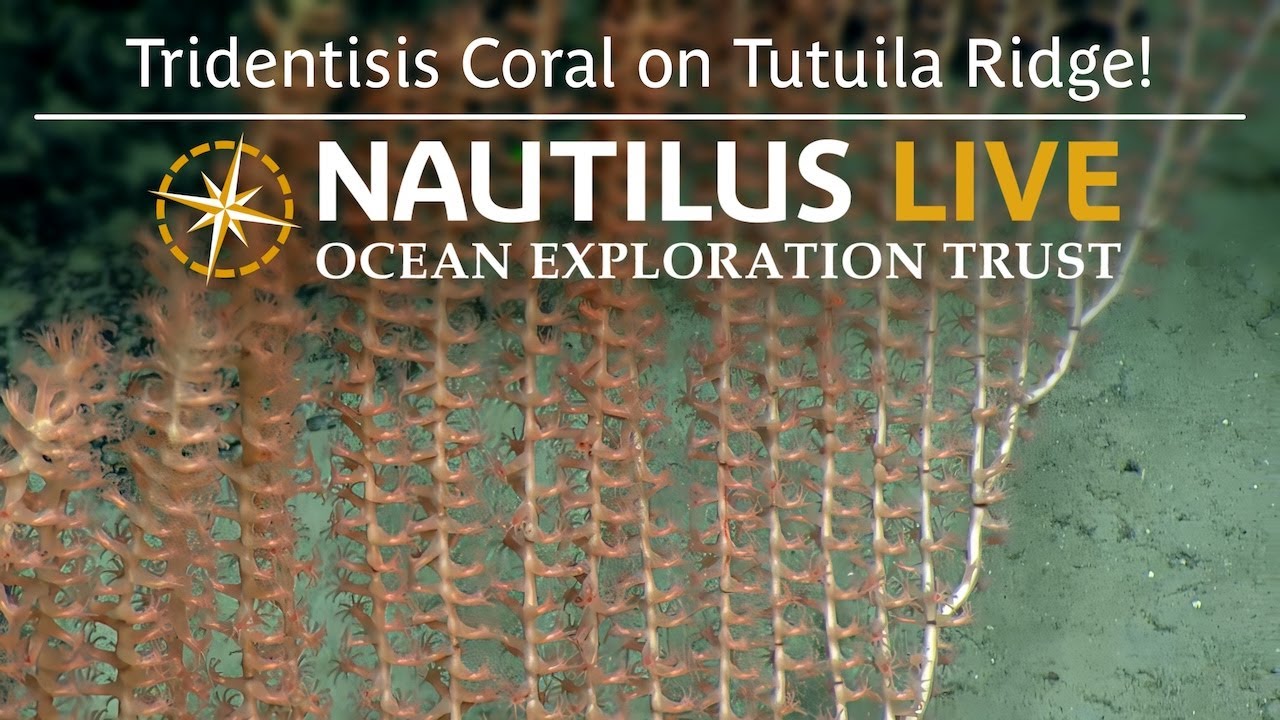 Newly Described Tridentisis Coral Spotted on Tutuila Ridge | Nautilus ...