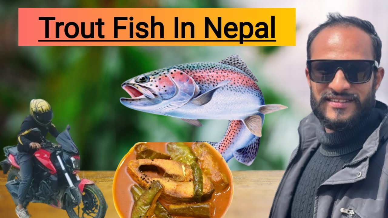 हामी चाहिँ ट्राउट माछा खान हिड्यौ | Trout Fish Eating At Manedovan ...