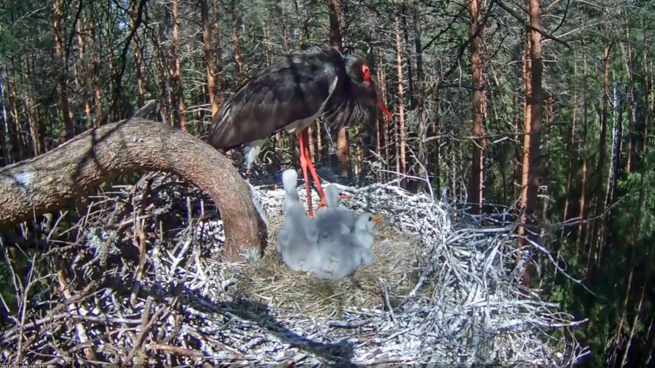 2017/06/04 16h33m Slow Motion ~Strange Stork flew away~ - YouTube