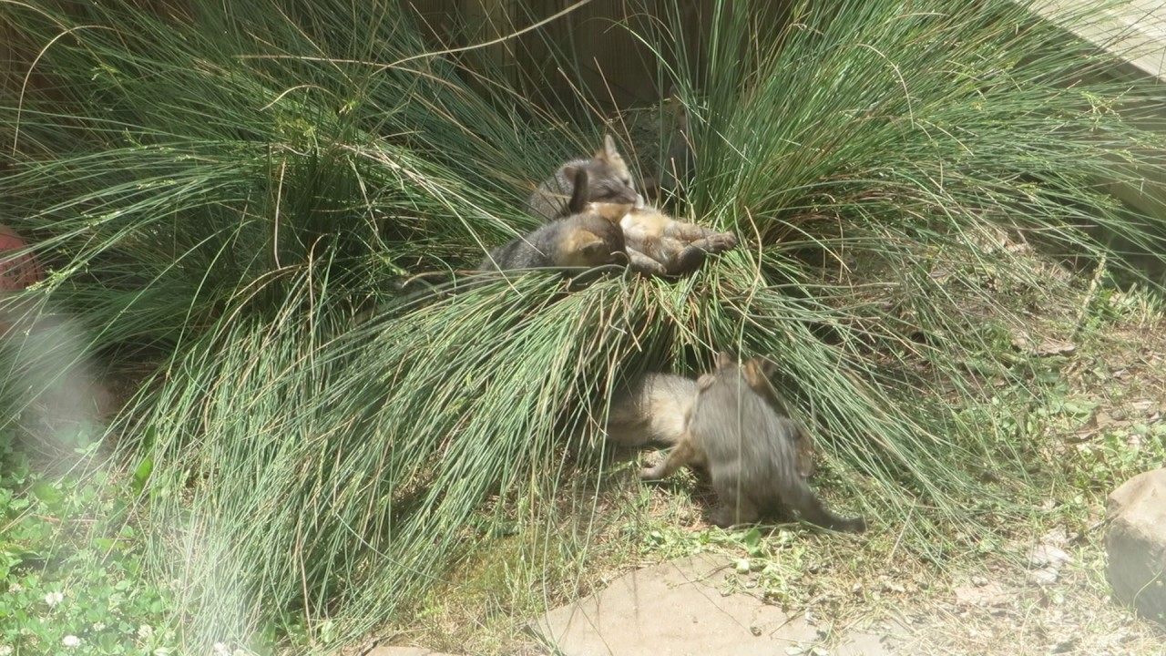 Gray fox cubs playing - YouTube