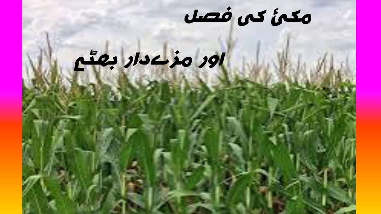 Maze corps #challian# corns# sweet corn#makai ki fasal#The surprising ...