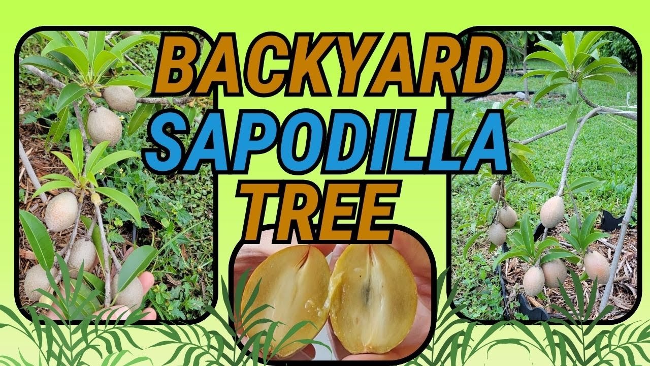 Tiny Sapodilla Tree *LOADED* with Fruit! (Silas Wood 2 years from ...