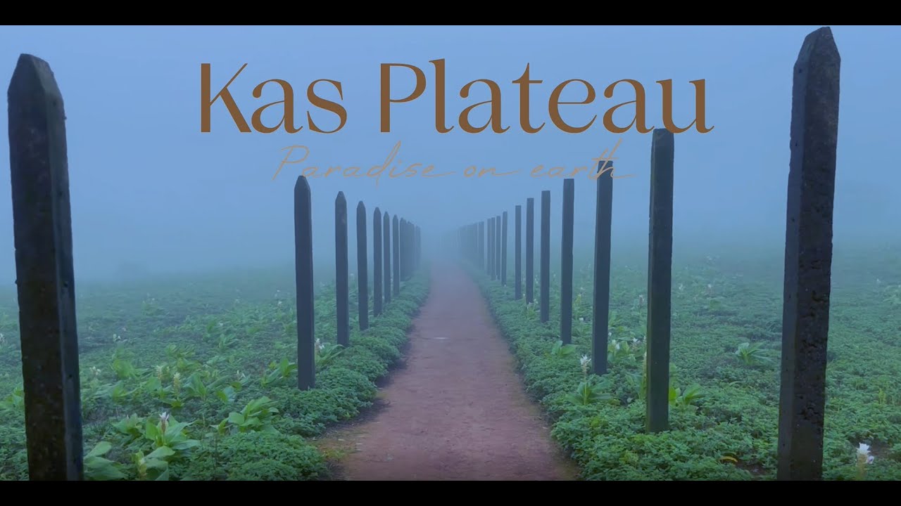 Kas Pathar|Kaas Pathar| Maharashtra's Valley of Flowers| कास पठार ...