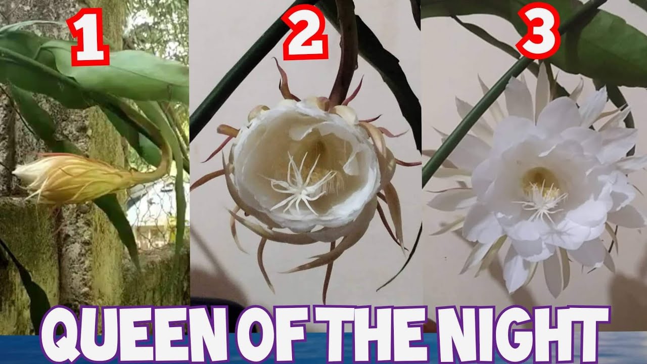 BLOOMING FLOWER | Time Lapse | Lenny Jane Aguillon - YouTube