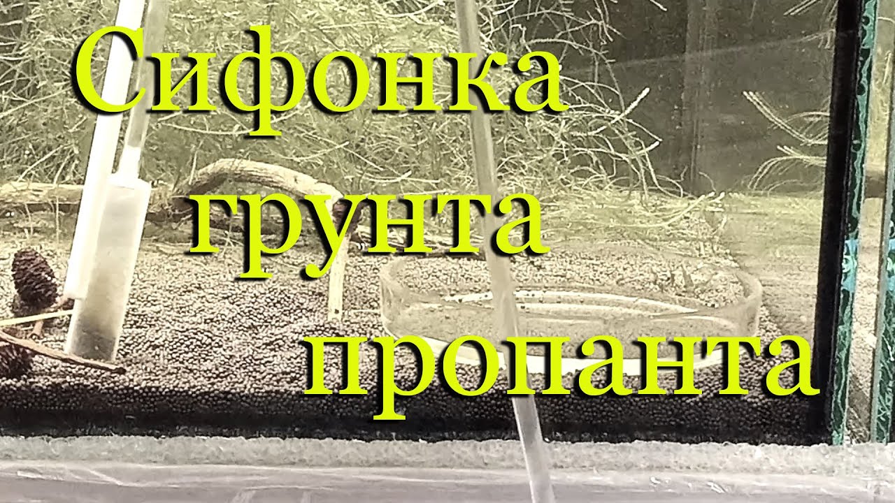 Грунт пропант для креветок (креветочника), как сифонить (просифонить ...