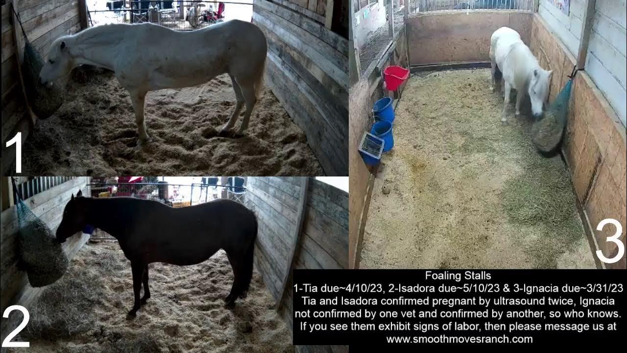 Foal Watch 2023 - YouTube