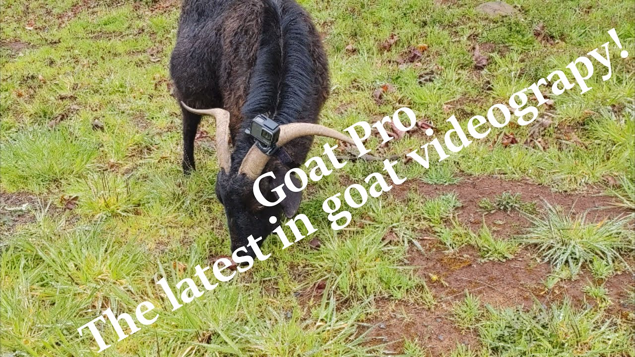 Goat Pro - YouTube