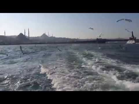 Ah İstanbul. Sen Nasıl Bir Şehirsin... Martılar bile paylaşamıyor...