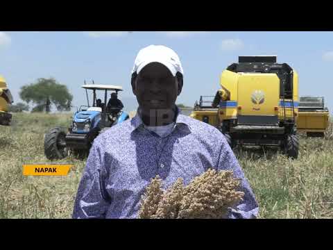 Feed the hungry initiative in Napak - First harvest feeds lobok with 50kg of sorghum each