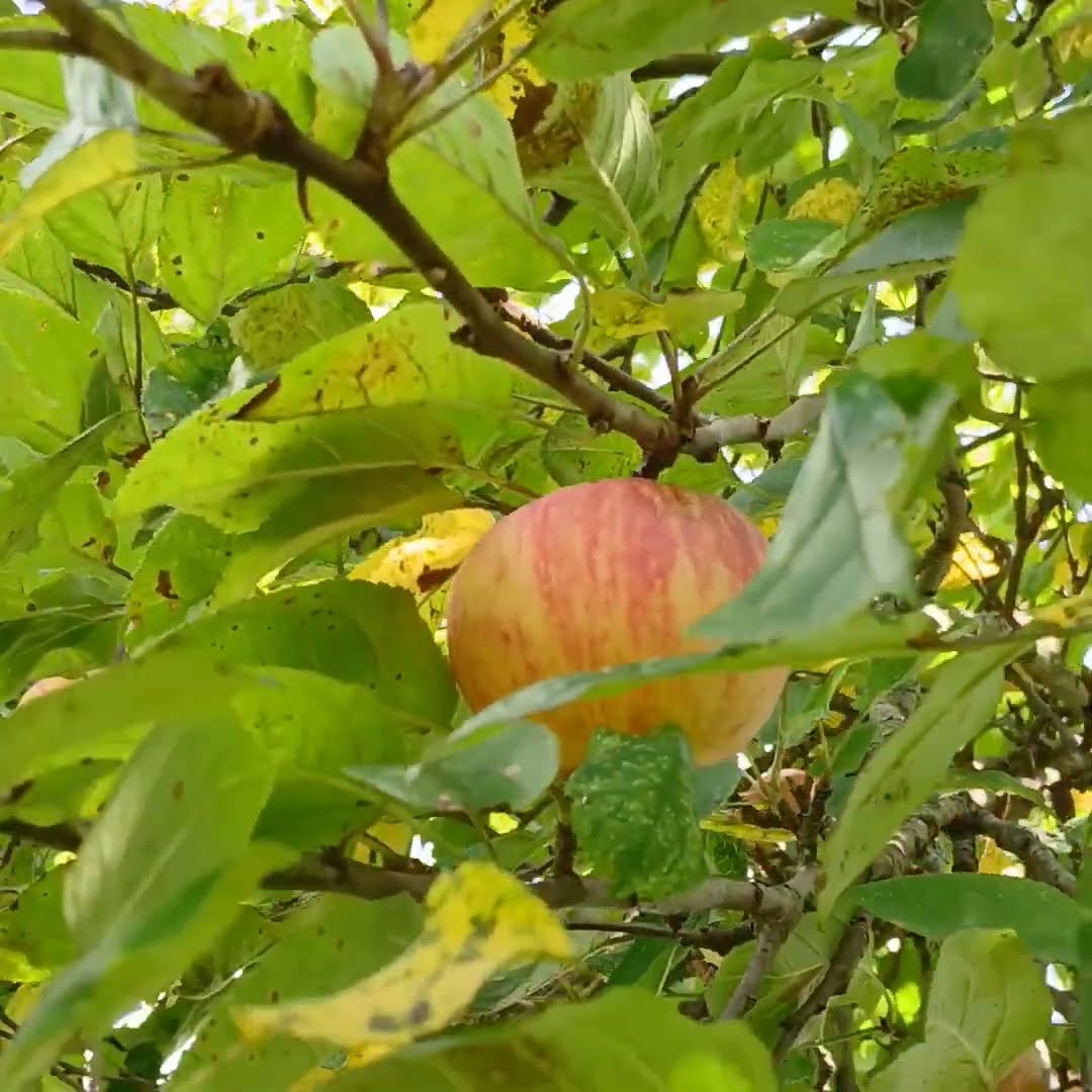 nature #garden #apples #trees #aroma #georgia #summer #travel #creative ...
