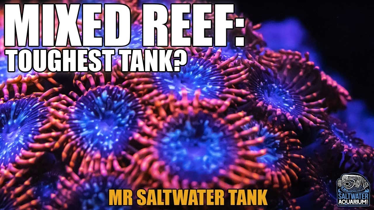 MIXED REEF Tanks - Toughest Type of Tank to Keep? - Mark Callahan - Mr. Saltwater Tank - YouTube