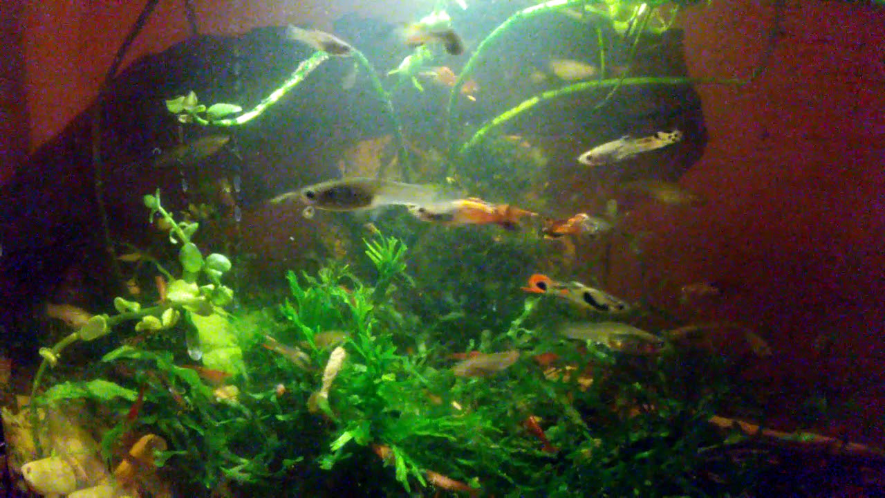 Lime Green Endler & Wild Guppy Hybrid Colony - YouTube