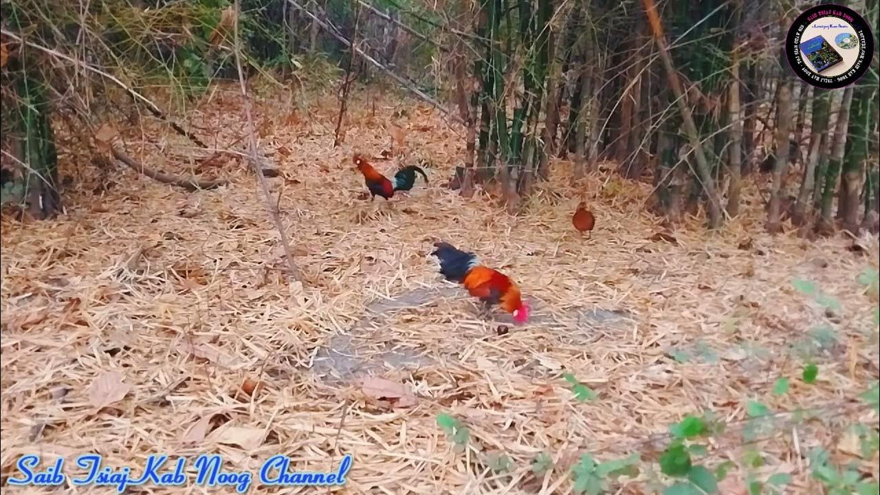 Saib Tsiaj Kab Noog l Cuab Qaib (Dib Qaib) Hnub No Mag Ib Nkawg - YouTube