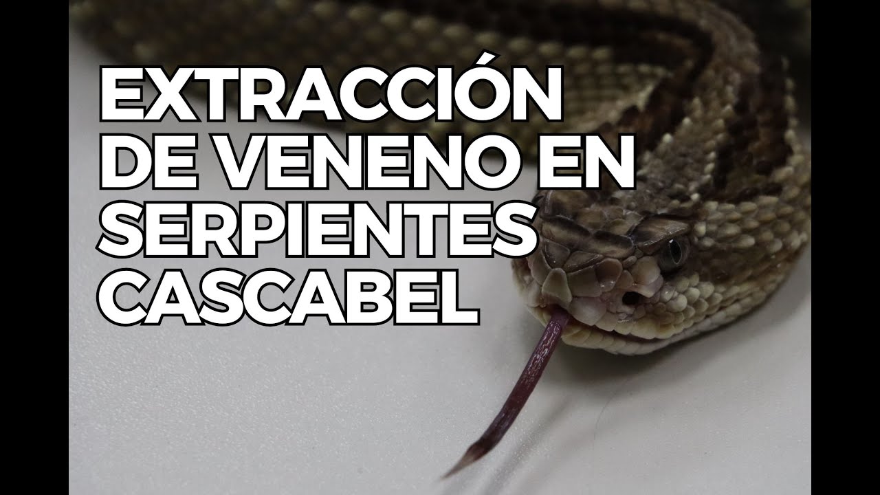 De Colmillos a laboratorios: La extracción de Veneno de Cascabel para ...