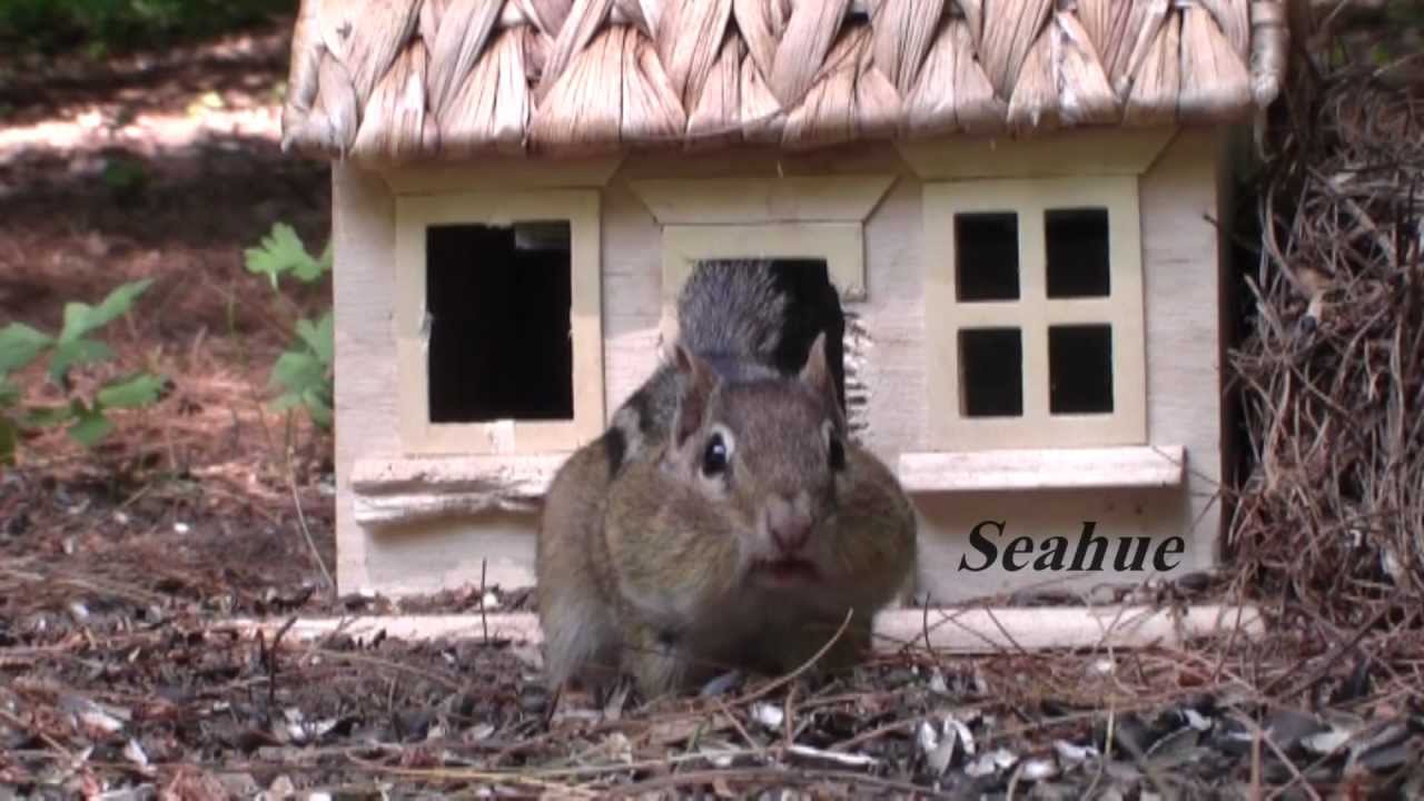 Chipmunk Attacks Chipmunk - YouTube