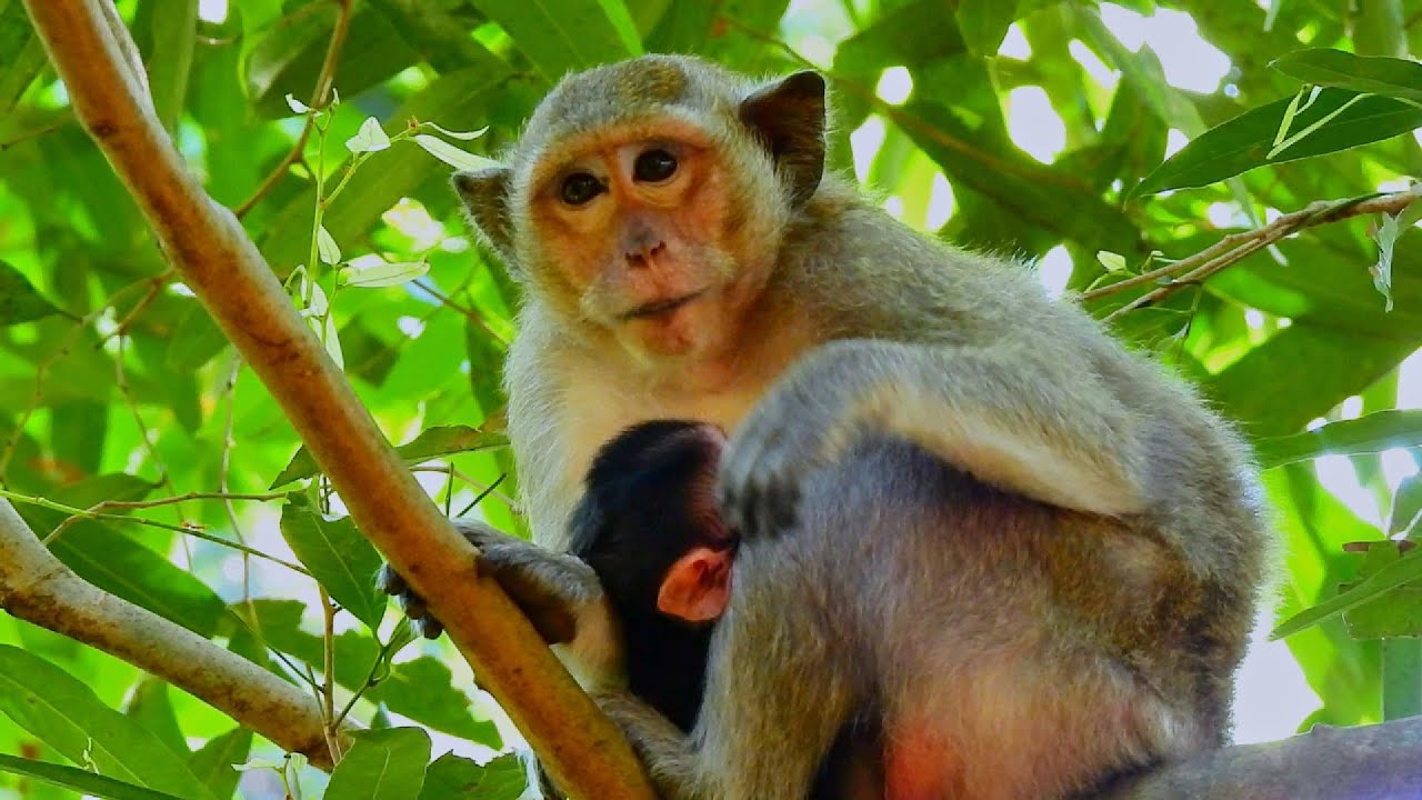 Mommy monkey look for something to eat to adopt baby stronger - YouTube