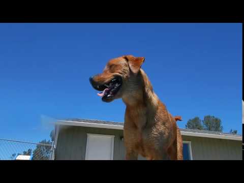 06 03 16 Butch 1