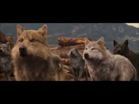 Twilight Wolves- Never forget you