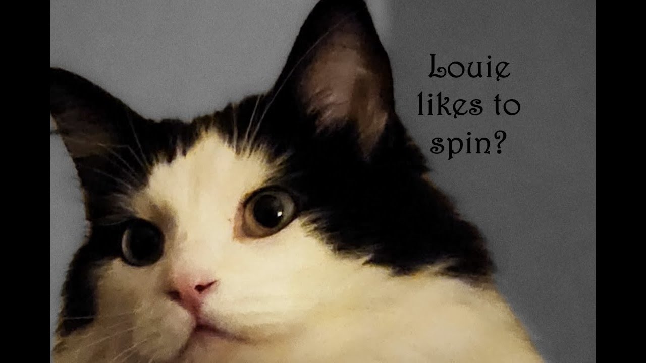 Our cat likes to get spun?? - YouTube