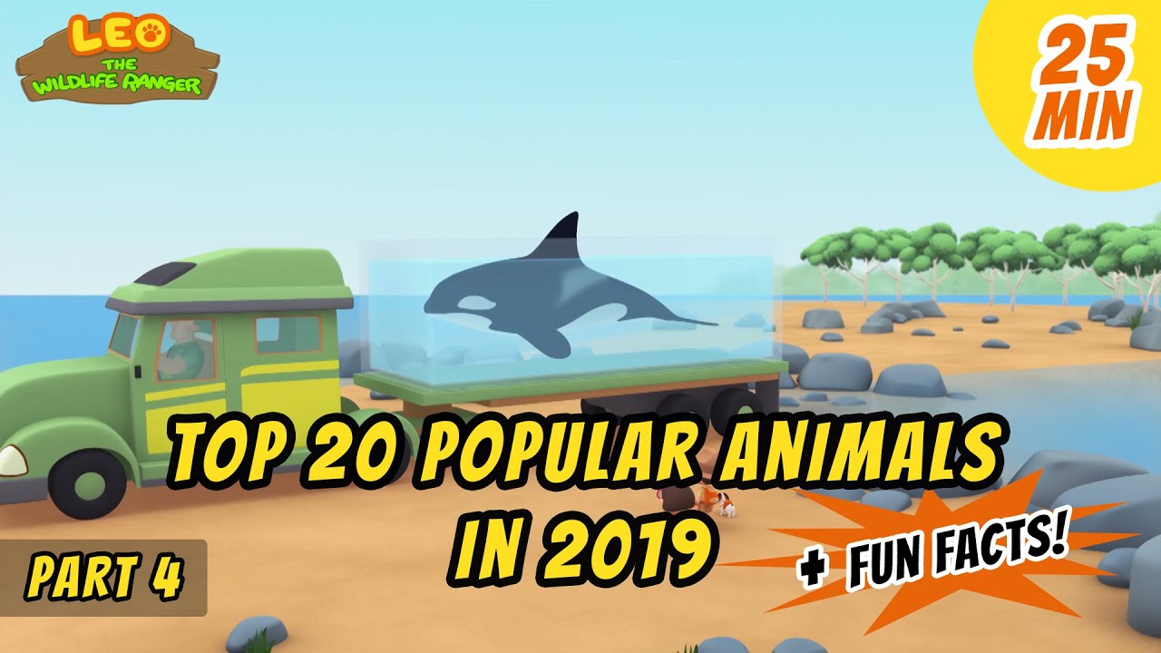 Top 20 Popular Animals in 2019! (Part 4/5) - Orca / Killer Whale and ...
