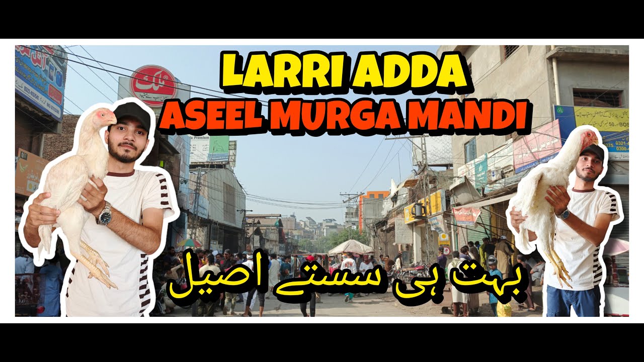 Lahore Aseel Murga Mandi || Lahore Lari Adda Aseel Murga Mandi 2025 ...