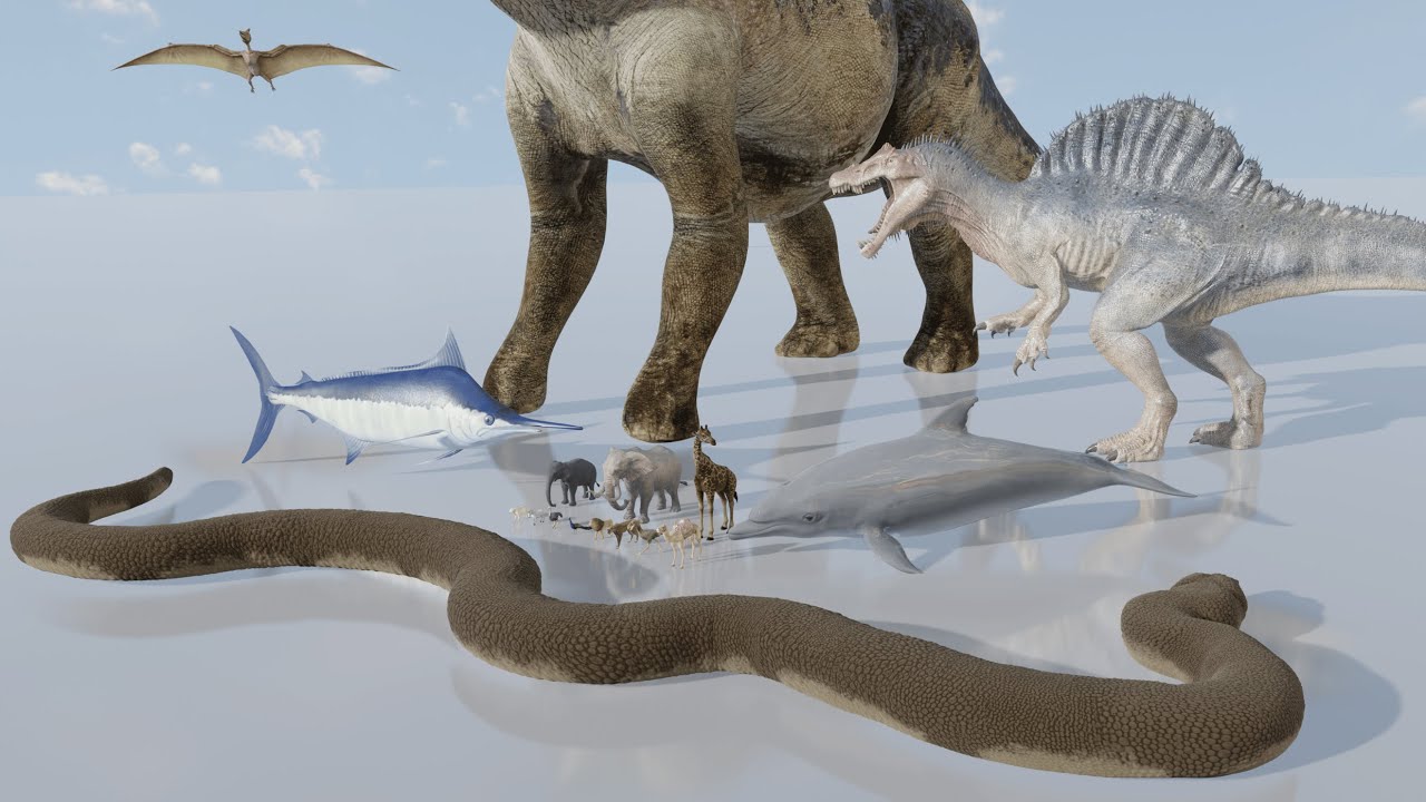 Animals Size Comparison | 3D Animation Comparison 2024 (60 FPS) - YouTube
