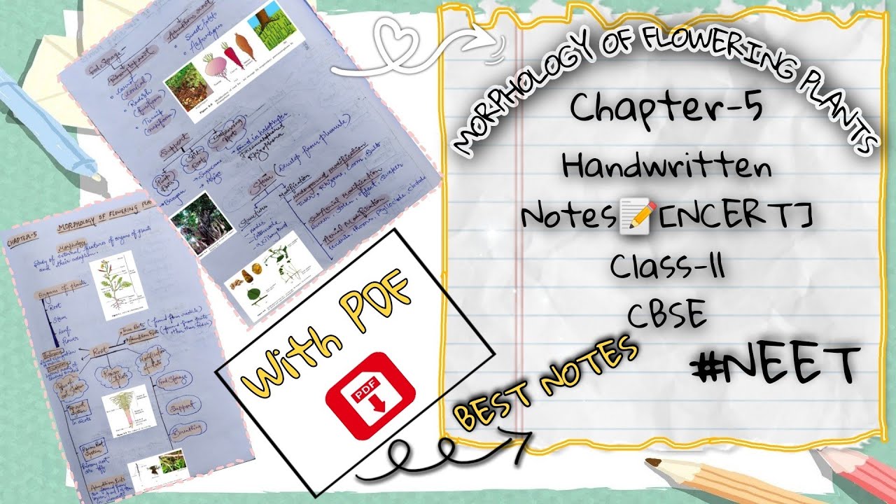 Biology Chapter-5 Morphology Of Flowering Plants Class-11 Best ...