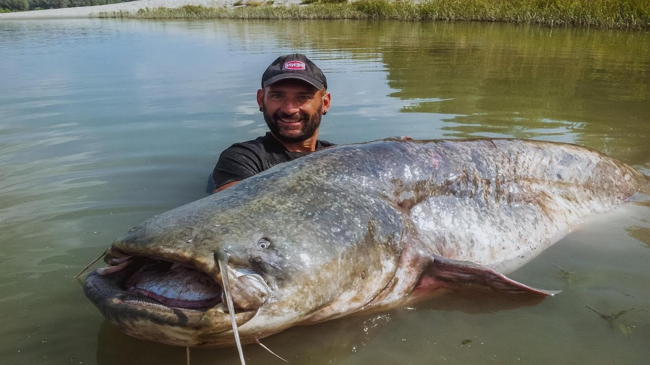 SILURO DINOSAURO OVER 100 KG - HD by CATFISHING WORLD - YouTube