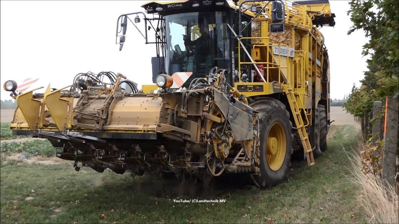 Ropa Tiger 6 / Rübenernte - Beet Harvest 2018 - YouTube