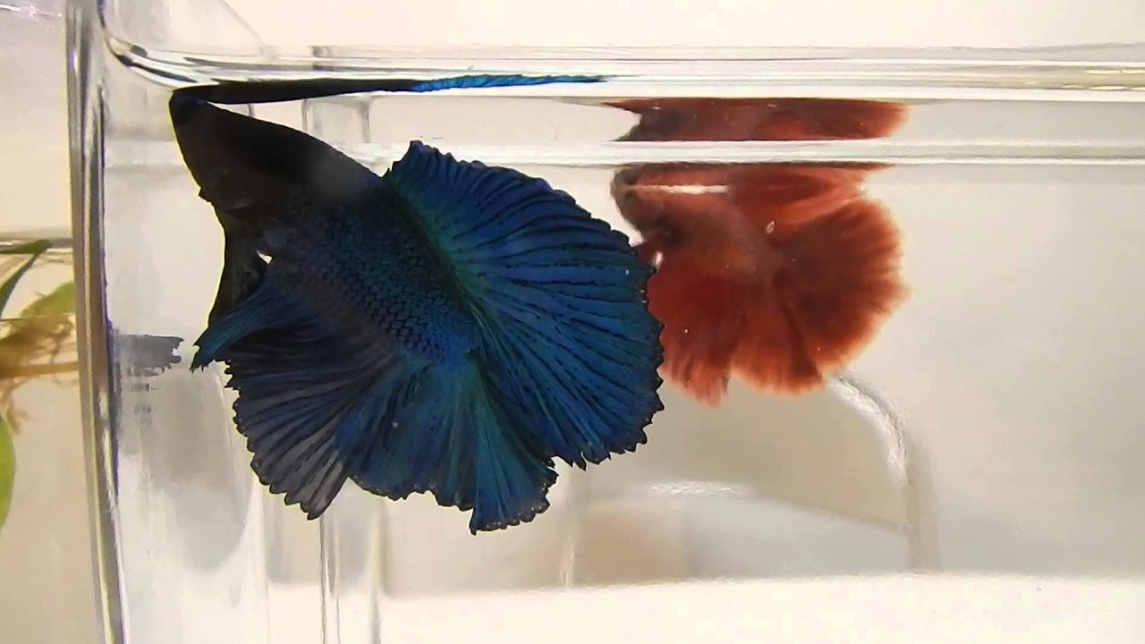 show betta for sale - YouTube