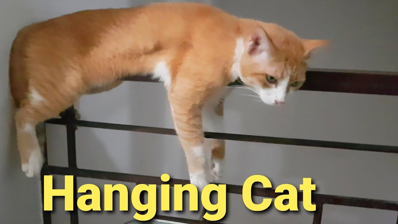 Do your Cats Like Hanging too? Most Relaxing Yoga posture of Cats to ...