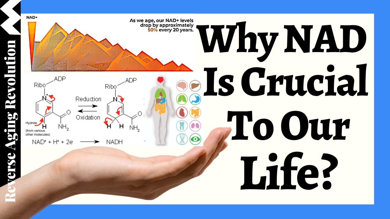 NAD 101 : Why NAD is So Crucial To Our Life? 6 Major Studied Benefits ...