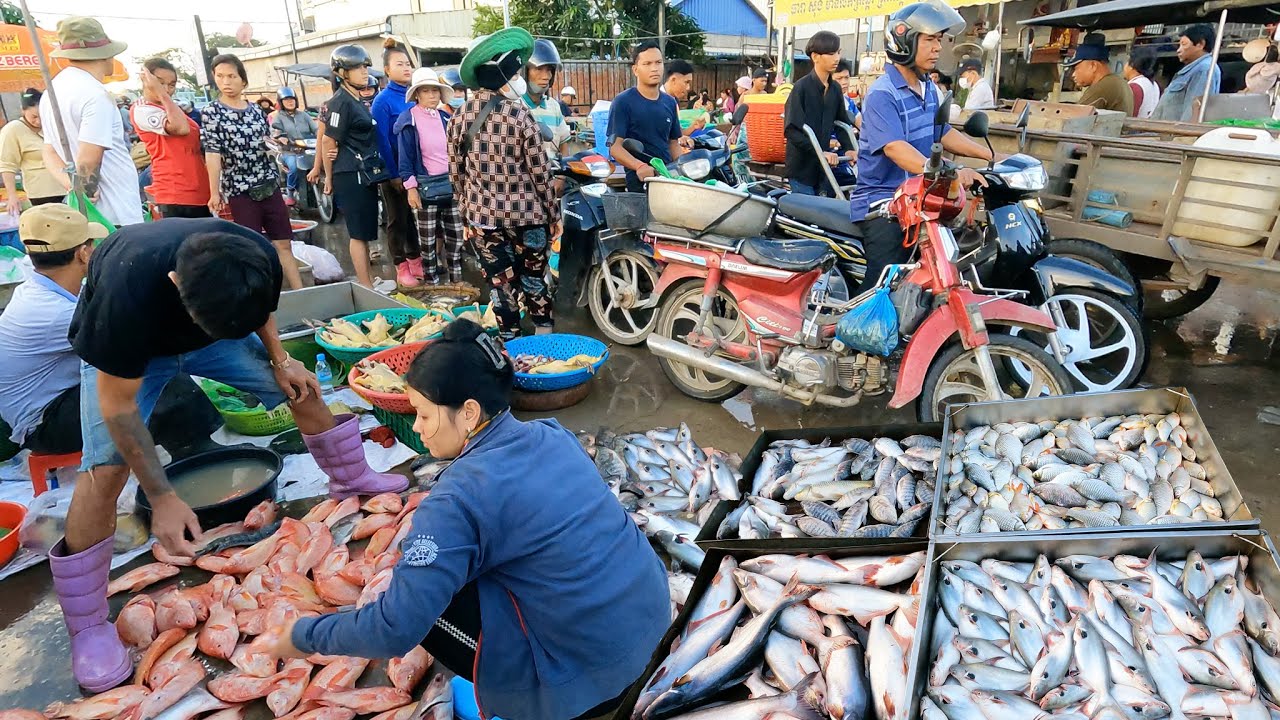 Amazing ! Largest Fish Wholesale Distribution Site in The Country ...