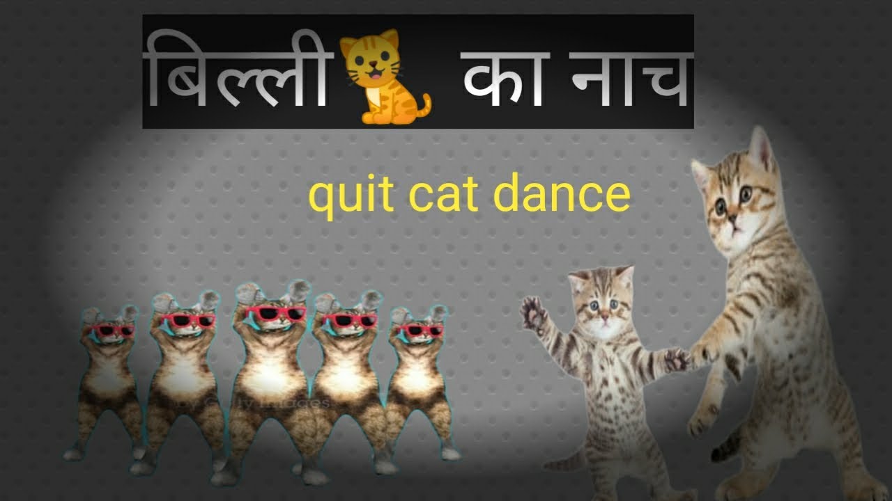 quit cat🐱 dance- animals video- cat/dog funny video-Raja Kumarwww - YouTube